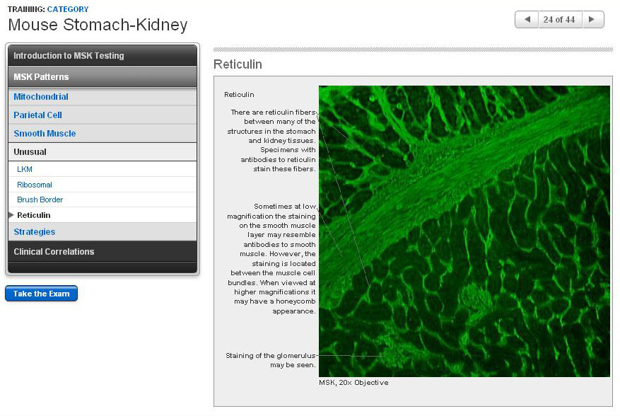 Immunology - Mouse Stomach Kidney